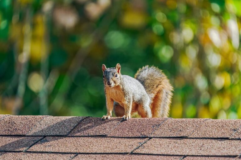 Can Squirrels Damage Your Roof? 6 Ways to Prevent Critters From ...